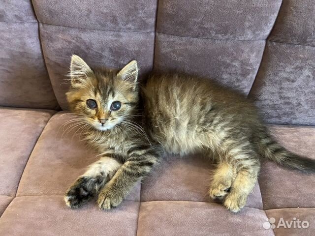 Котенок бездомный в добрые руки