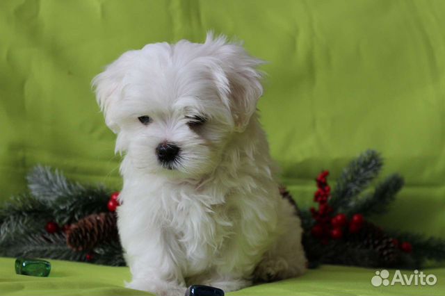 Щенки мальтезе. Документы РКФ