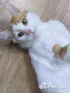 Метис турецкий Ван