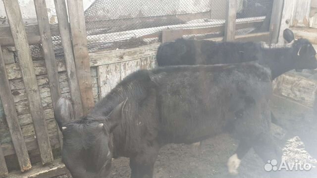 Быки 2 штуки