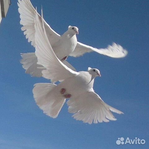Голуби на свадьбу, корпоратив, юбилей, выпускной
