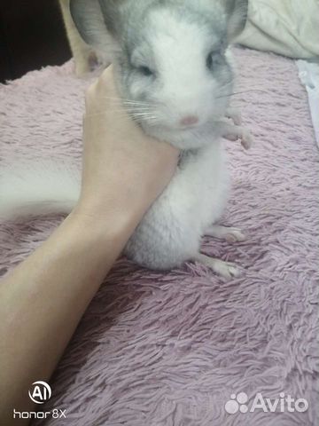 Шиншилла