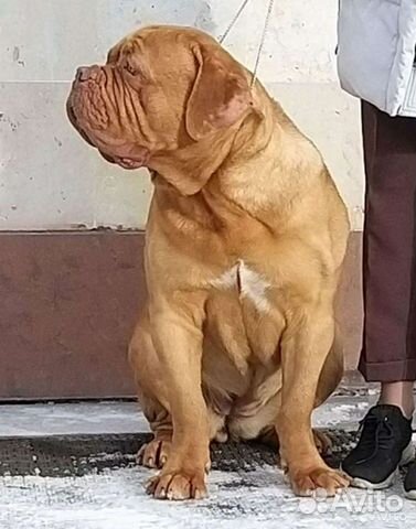 Французский мастиф