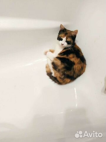 Кошка
