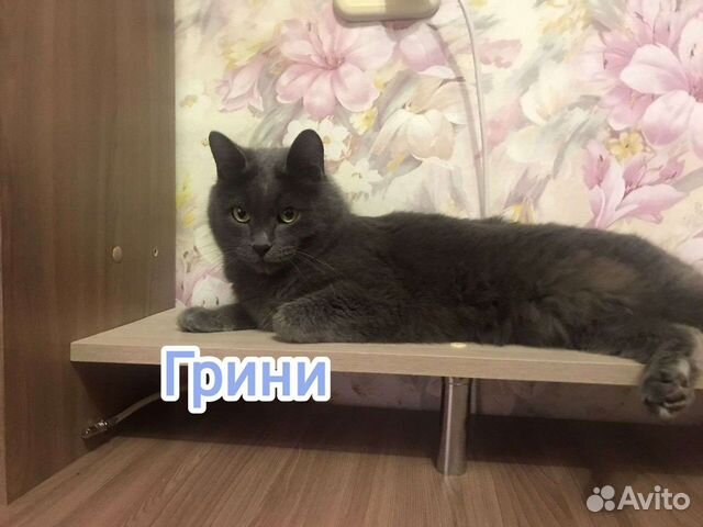 Домашний котик в беде. Ищем новый дом