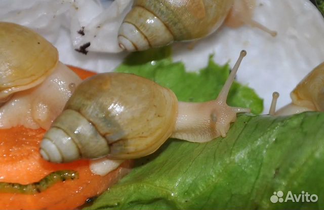 Малыши улмток Ахатин