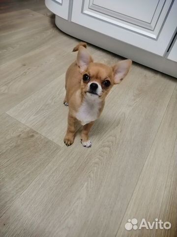 Домашние животные