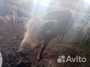 Поросята дикой свиньи и венгерской мангалицы прода