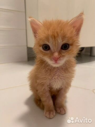 Котята волшебные