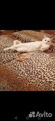 Потерялся кот