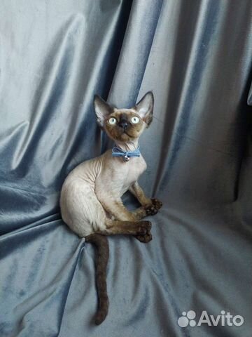 Девон-рекс котенок Ирвин