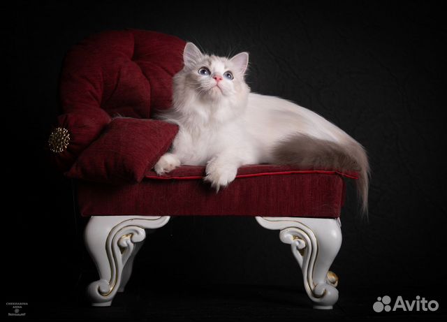 Кошечка рэгдолл в бридинг