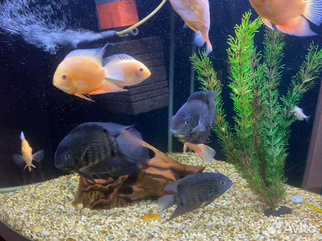 Аквариумные рыбы Северум