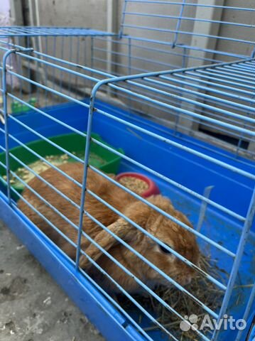 Декоративные кролики