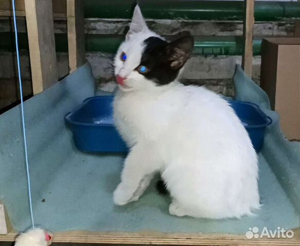 Малютка ищет дом
