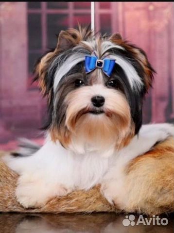 Бивер мини мальчик