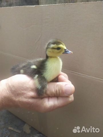 Утята мускусной утки