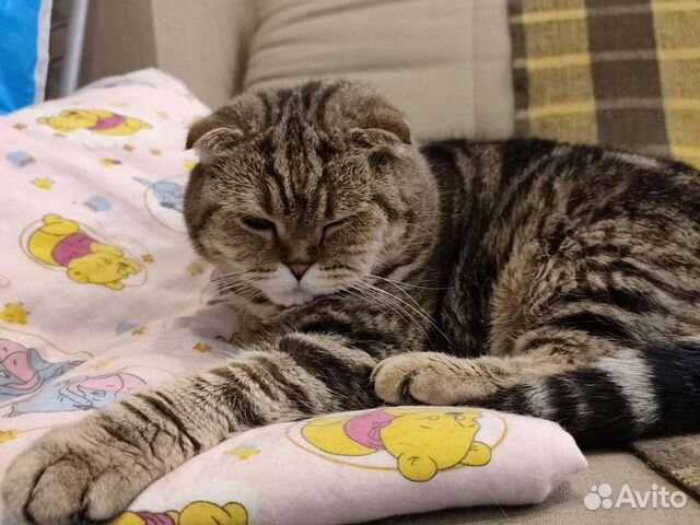 Шотландская вислоухая кошка