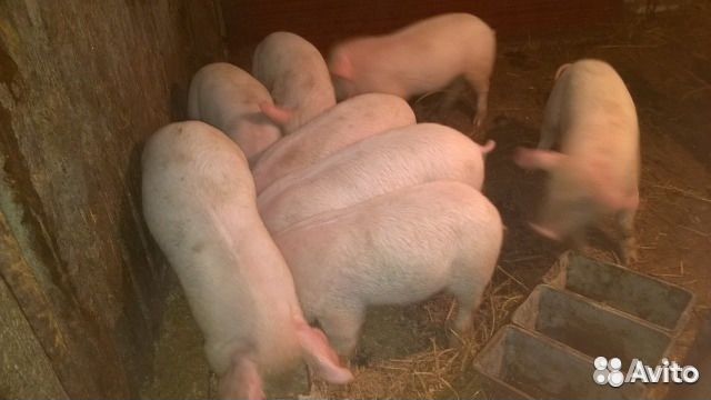 Поросята