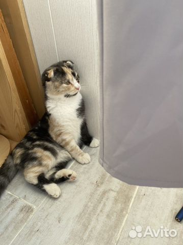 Метиска шотландка