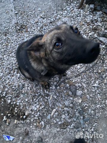 Немецкая овчарка щенок 8 месяцев