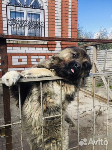 Кавказская овчарка
