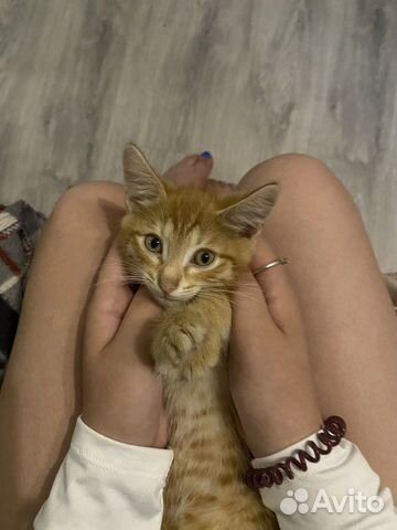 Рыжий котенок