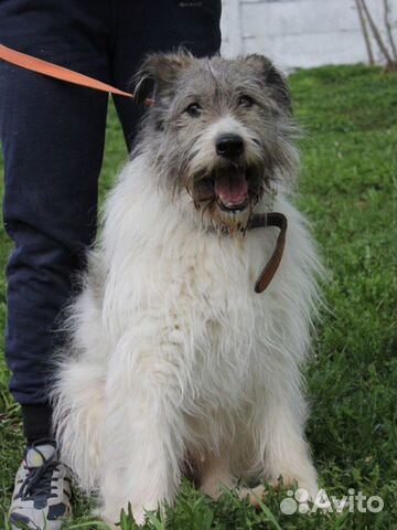 Апрель очень добрый пес-терьер никому не нужен