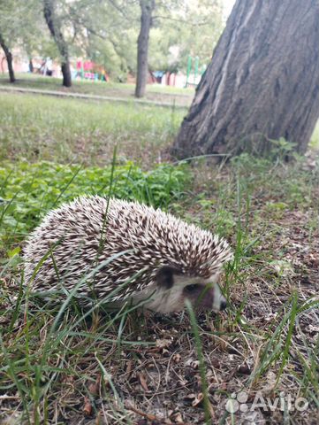 Африканский ëж