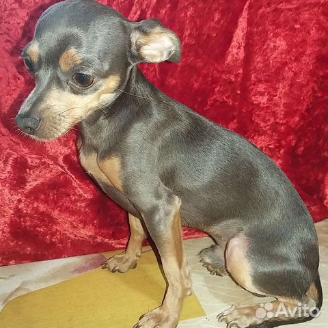 Мини той-терьер вязка