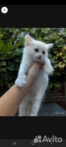 Котята турецкой ангоры