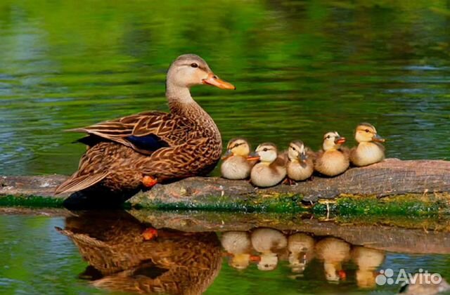 Инкубационное яйцо водоплавающей птицы 2023