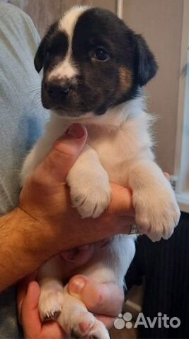 Щенок Тоша, мальчик 1 месяц, ищет семью