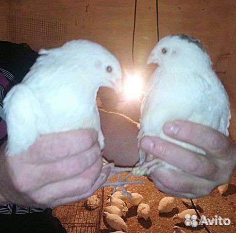 Перепела техасцы разного возраста