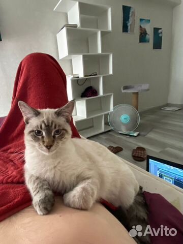 Передержка кошек