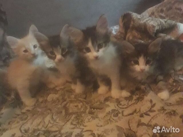 Кошки