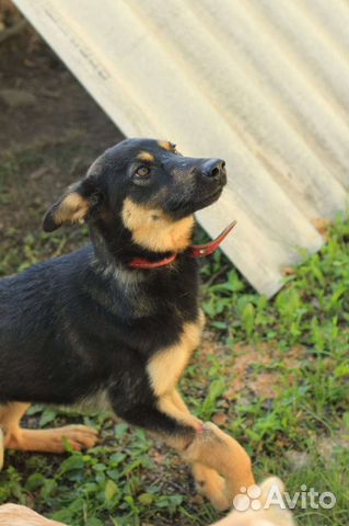 Щенок в добрые руки бесплатно