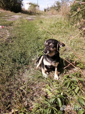 Маленькая собачка и её детки ищут дом