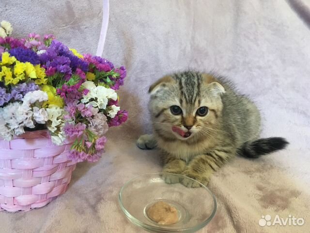 Продается шотландский вислоухий мальчик