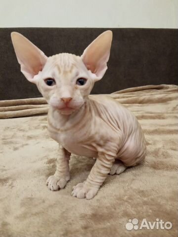Котенок сфинкс девочка
