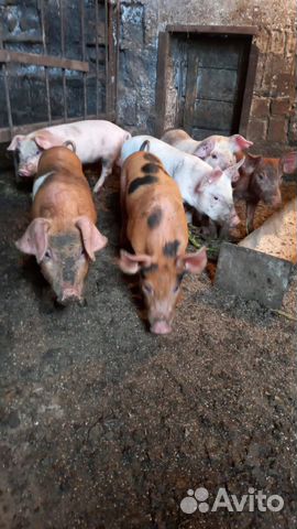 Продаю поросят