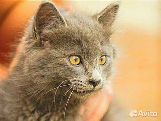 Котёнок мечтает стать домашним