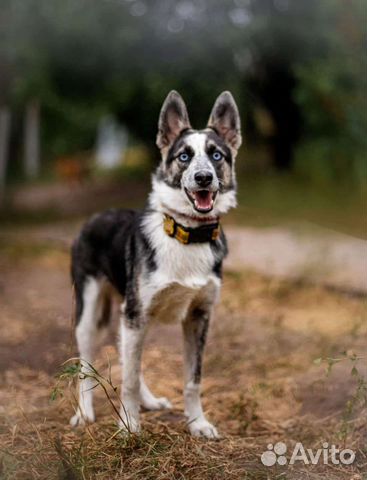 Лилу ищет дом