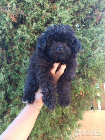 Как мальтипу,очень классный малыш помапу