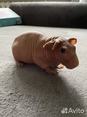 Вязка свинка скинни