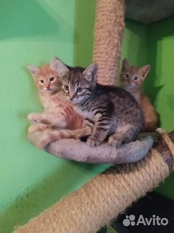 Котята отдам бесплатно