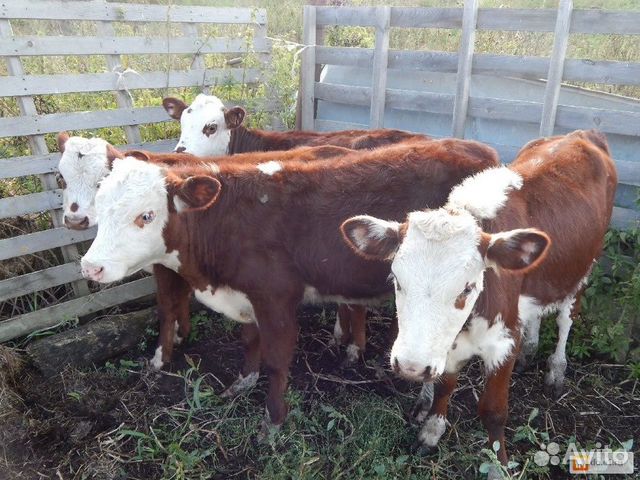 Породистые быки