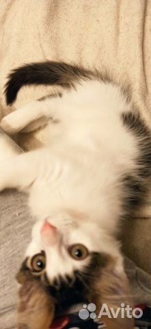 Котята домашние 2 месяца