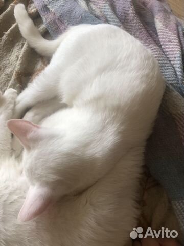 Котята в добрые руки бесплатно