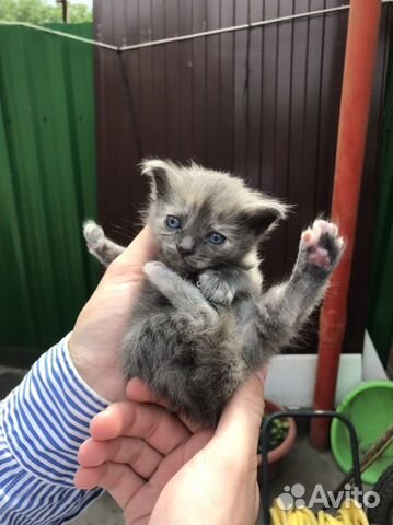 Супер красивые котята. Надо брать